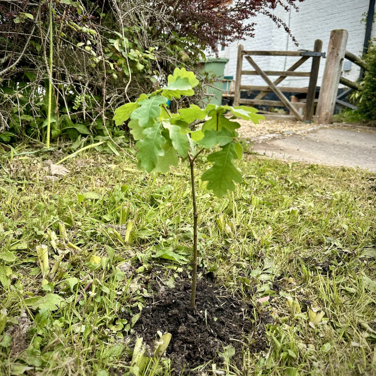 The Oak Tree – The Bartlett Bubble